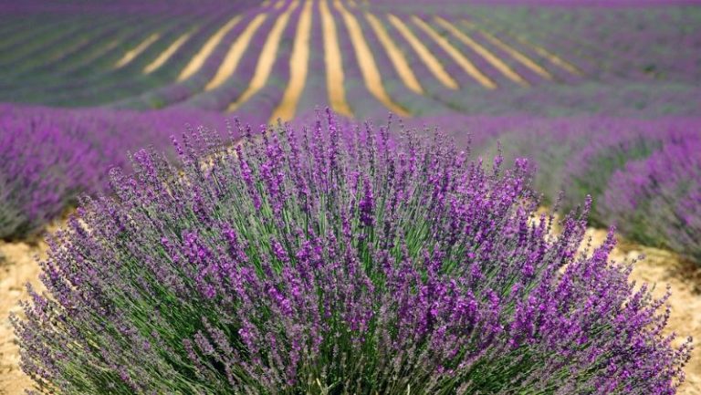 Cual es el color Lavanda 【Como es el color Lavanda + Ejemplo】