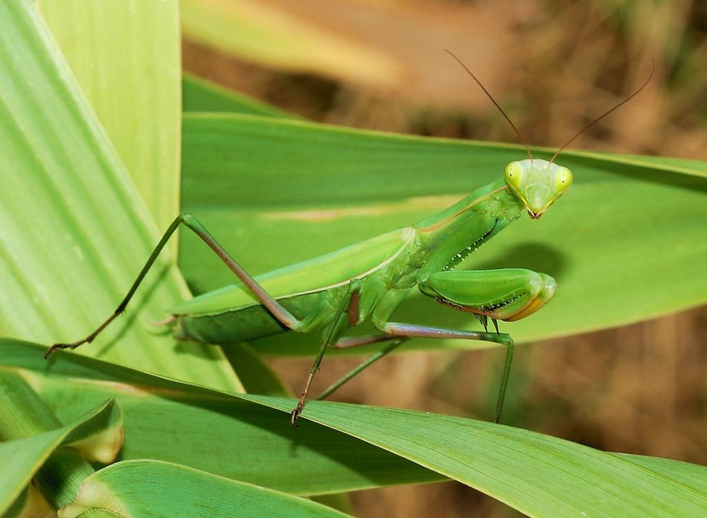 Cual es el color Mantis 【Como es el color Mantis + Ejemplo】