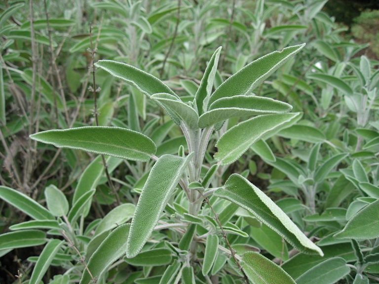 Cual es el color Salvia 【Como es el color Salvia + Ejemplo】